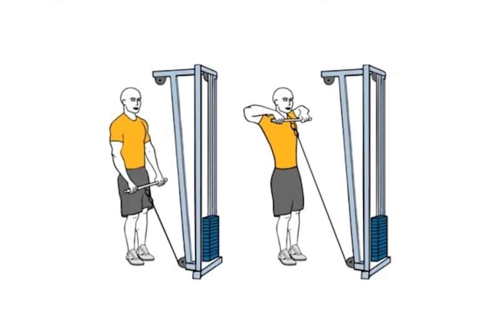Remo al mentón: Ejercicios con polea y músculos implicados